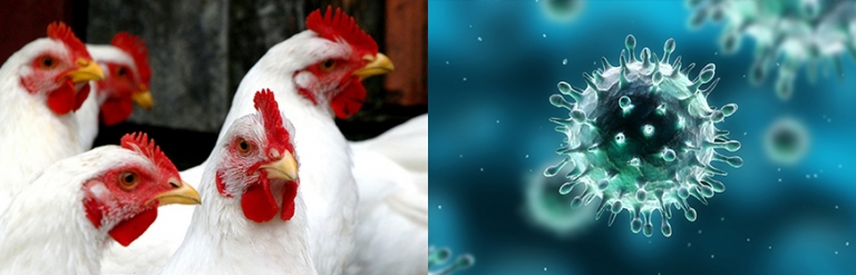 Influenza aviaria | IZSVe