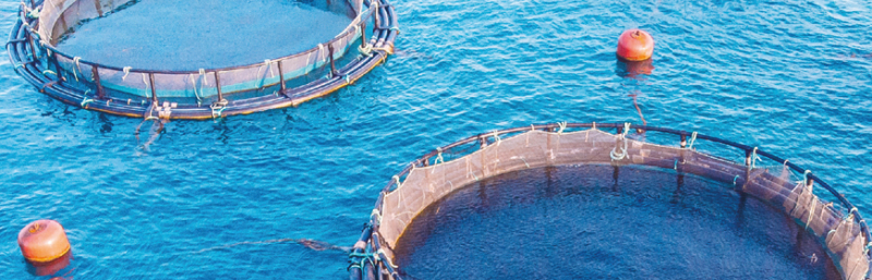 Rafforzare l’acquacoltura con il progetto AQUAE STRENGTH