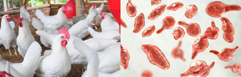 Mycoplasma gallisepticum: macrolidi, tiamulina e lincomicina sembrano ...