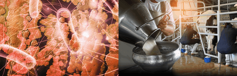 Corso residenziale ECM / Escherichia coli STEC nella filiera alimentare ...